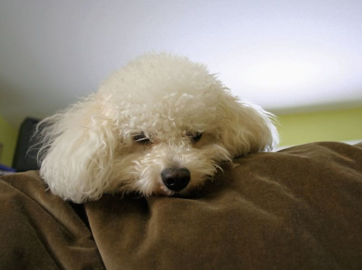 9 Great Dog Breeds With Low Prey Drive (Plus Which Breeds to Avoid ...