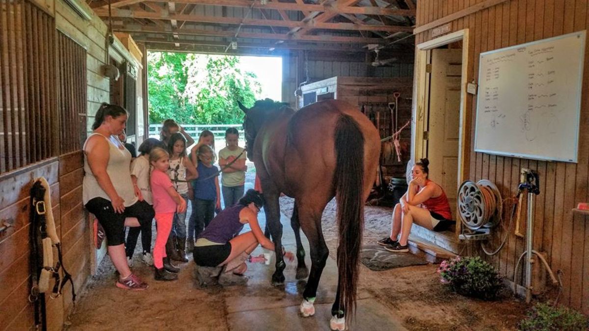 How to Be a Good Horseback Riding Student - HubPages