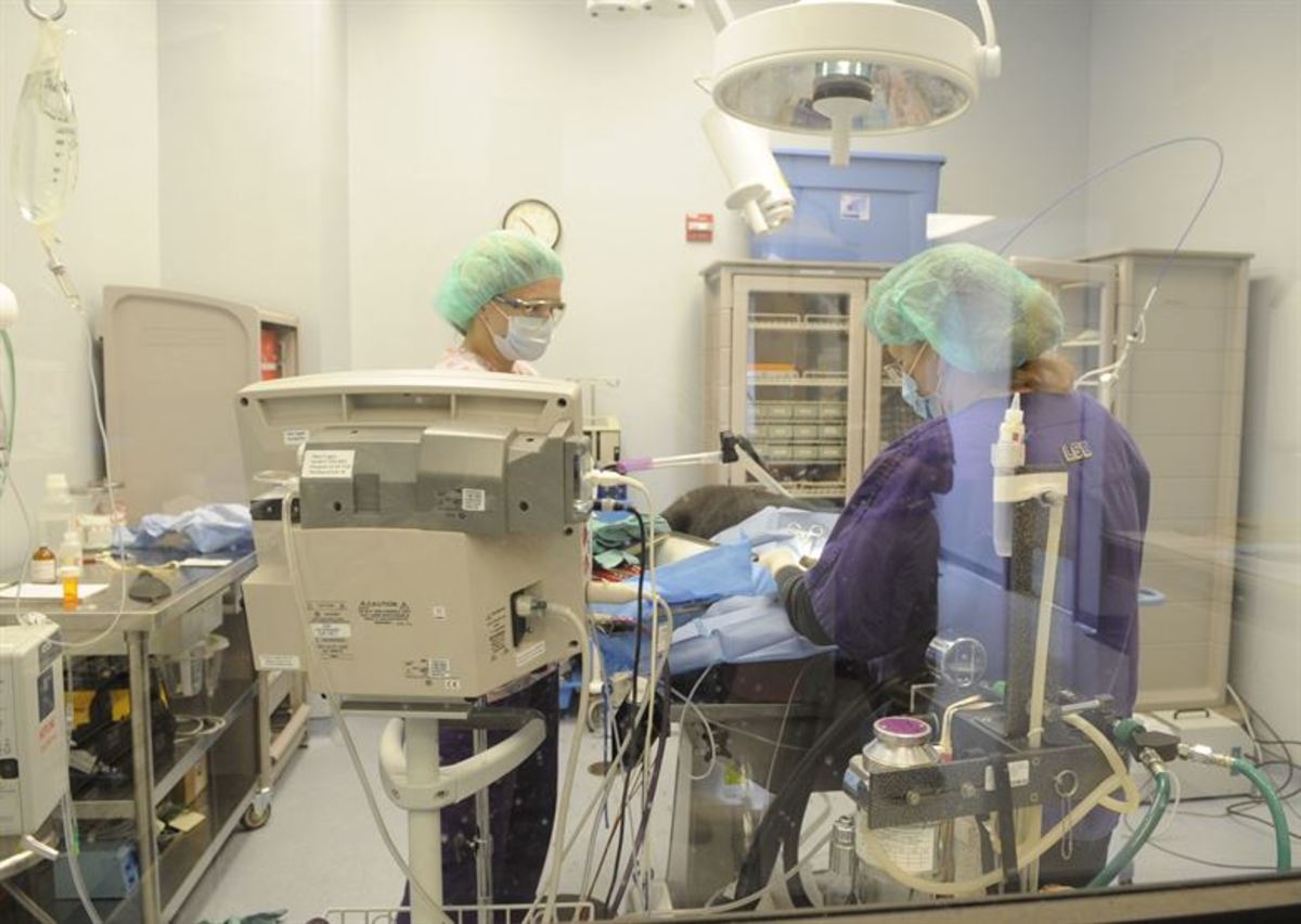 How to Become an RVT or Licensed Veterinary Technician - HubPages