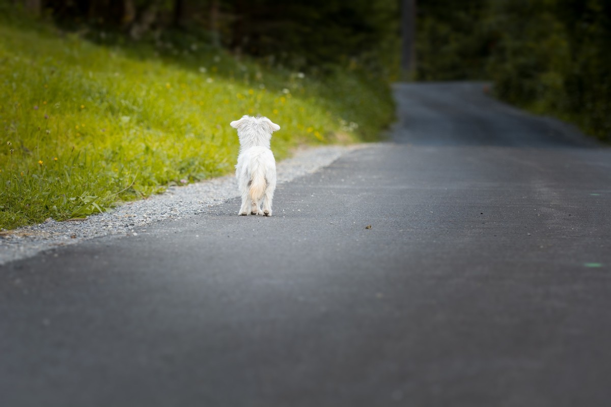 How to Start a Lost Pet Page for Your City in 6 Easy Steps - HubPages