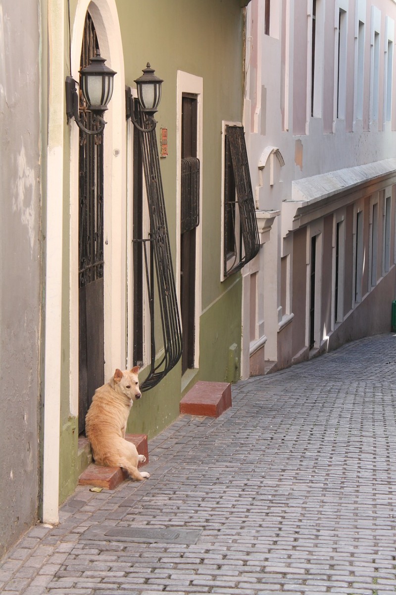 How to Start a Lost Pet Page for Your City in 6 Easy Steps - HubPages