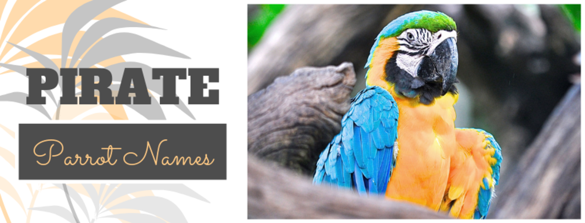 250+ Cool Parrot Names for Your Extraordinary Bird (From Ace to Wingham ...
