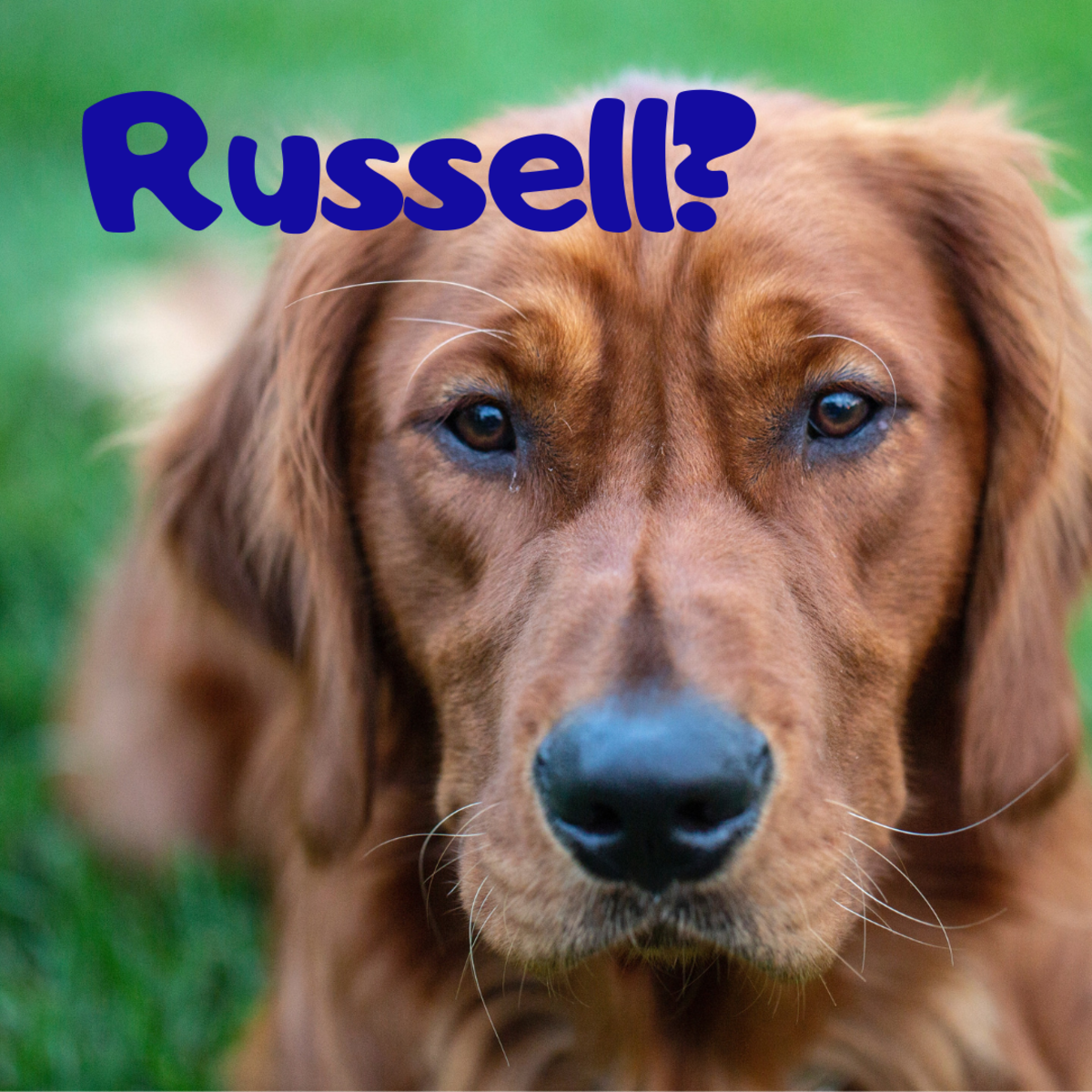 100 Best Disney Pet Names For Dogs And Cats PetHelpful