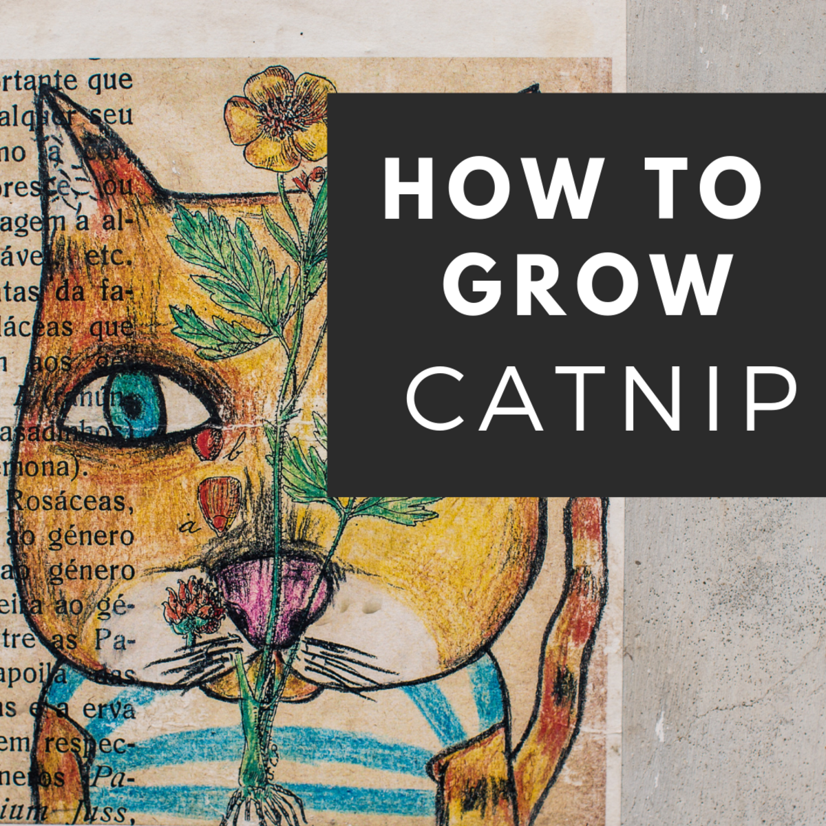 What Is Catnip and Does It Get Cats High? - HubPages