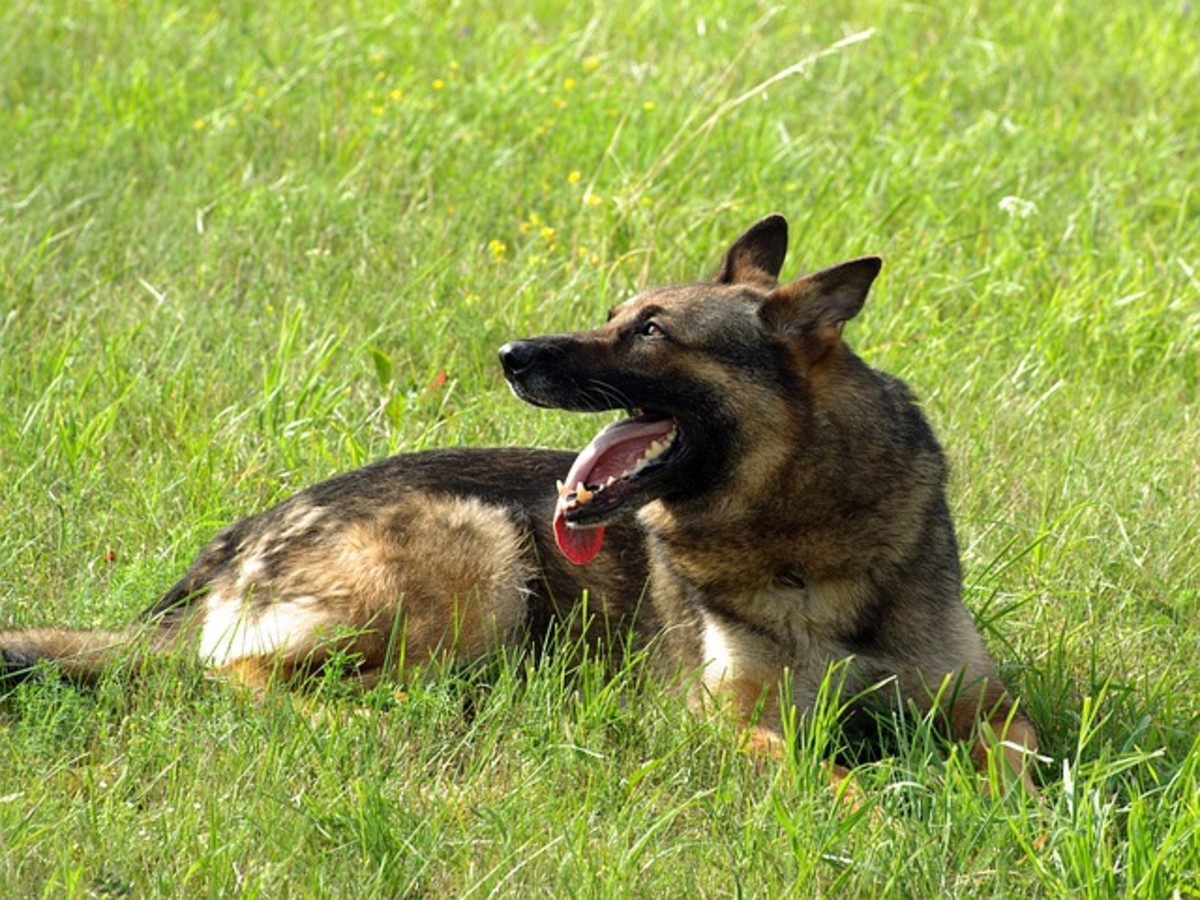 100+ Unique German Shepherd Dog Names With Meanings - HubPages