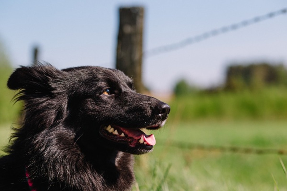 250+ Unique Black Dog Names and Meanings - HubPages