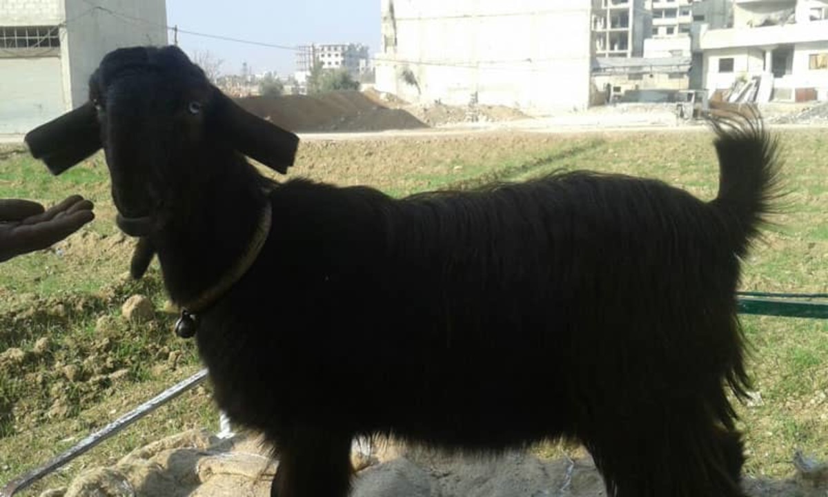 Best Meat Goat Breeds In The World at Jarrod Guerra blog
