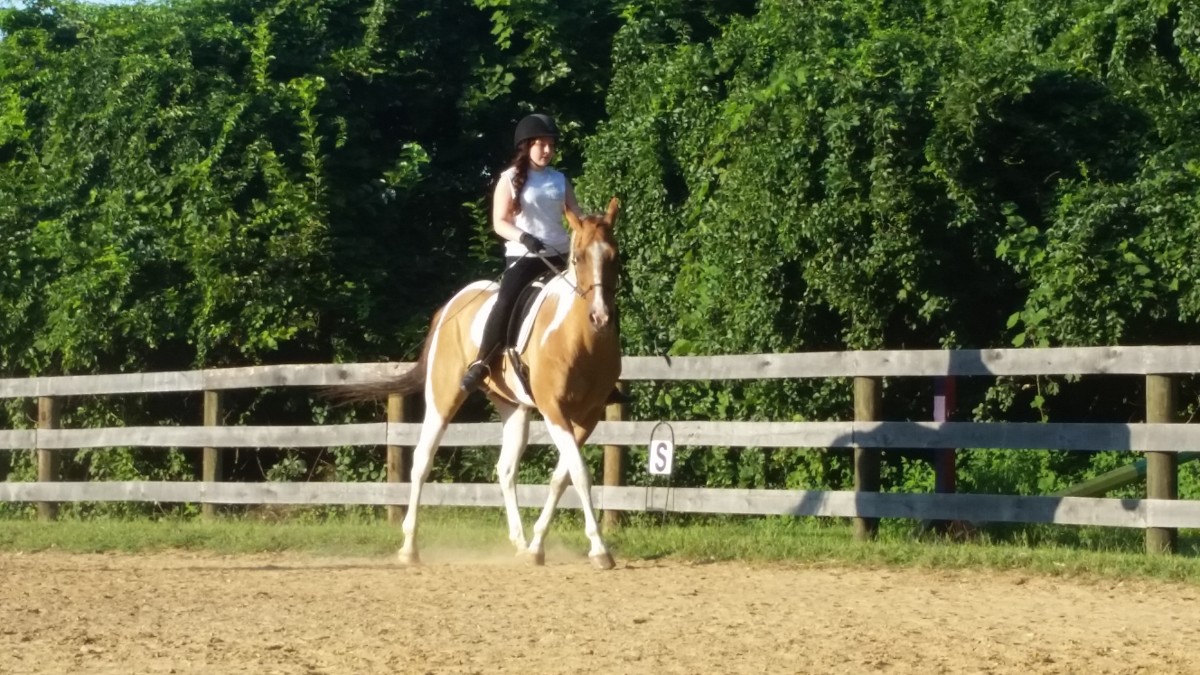 A Horse Is a Horse: Horseback Riding Basics for All Disciplines - HubPages