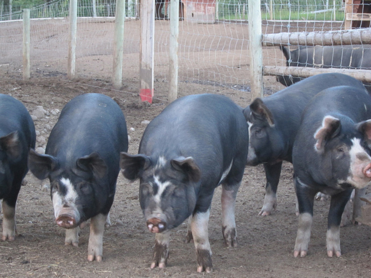 Swine Raising in the Philippines: A Viable and Popular Source of Income ...