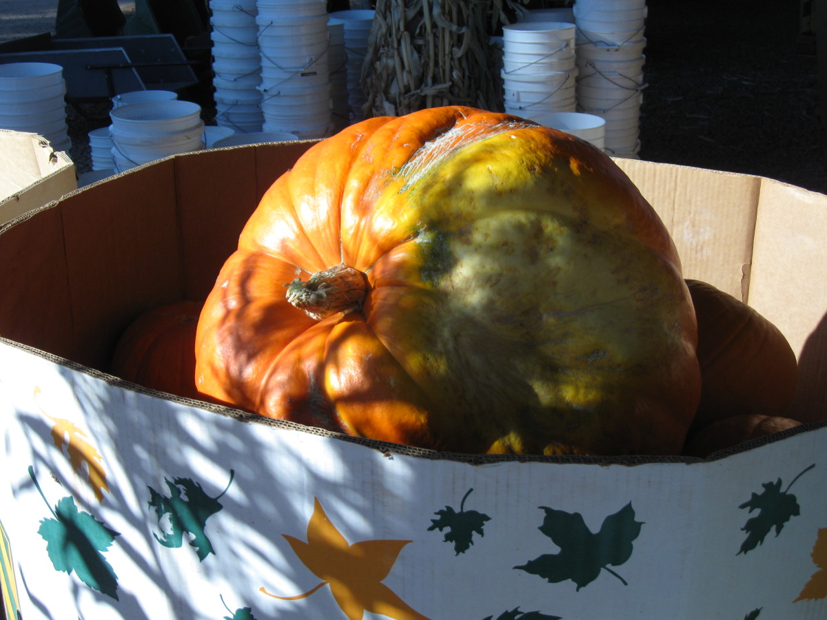 Brief History of Pumpkins - HubPages