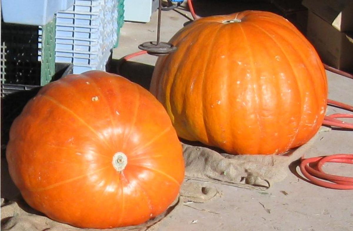 Brief History of Pumpkins - HubPages