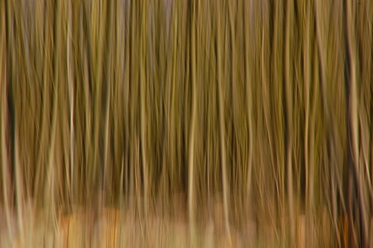 How to Capture Movement in Photos With a Slow Shutter Speed - HubPages