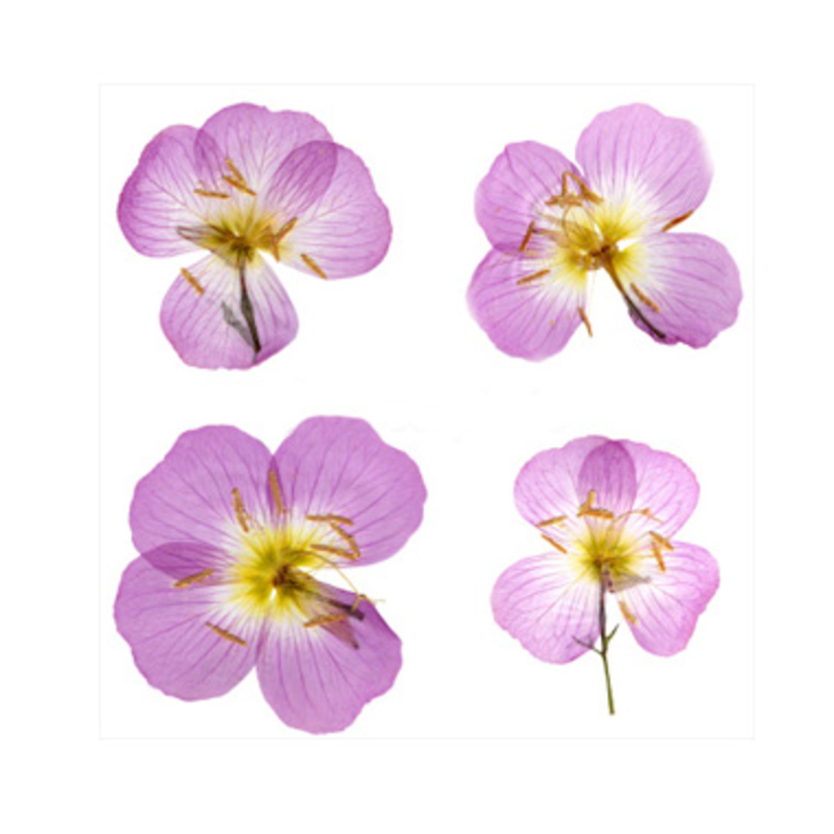 Pressing Flowers for Handmade Gifts - HubPages