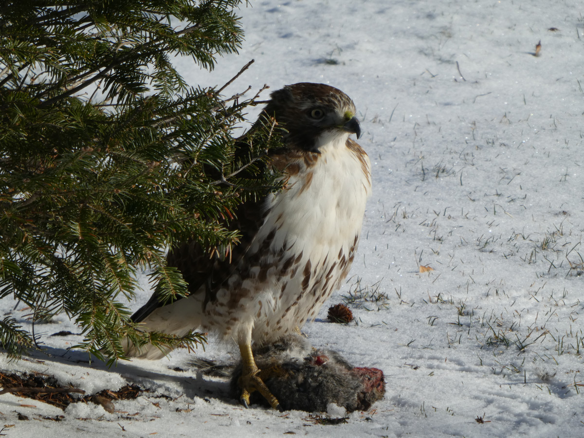 5 Tips for Taking Amazing Animal Photos - HubPages