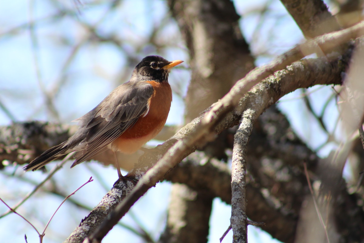 Photography for Bird Lovers: Robins - HubPages