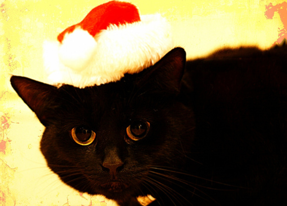 10+ Popular Christmas Animals (History, Myths, and Biblical Origins ...