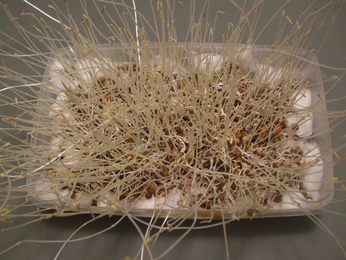 How to Grow Vetches (Gulbiena): Traditional Maltese Christmas ...