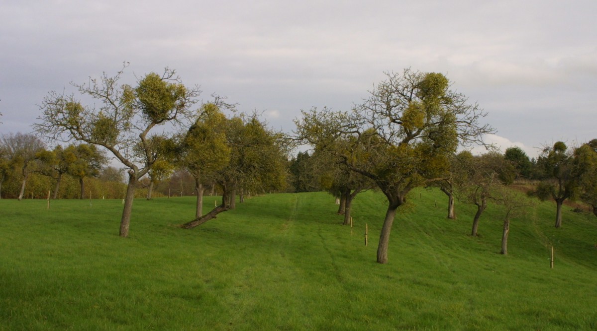 The Tenbury Mistletoe Festival & National Mistletoe Day - HubPages