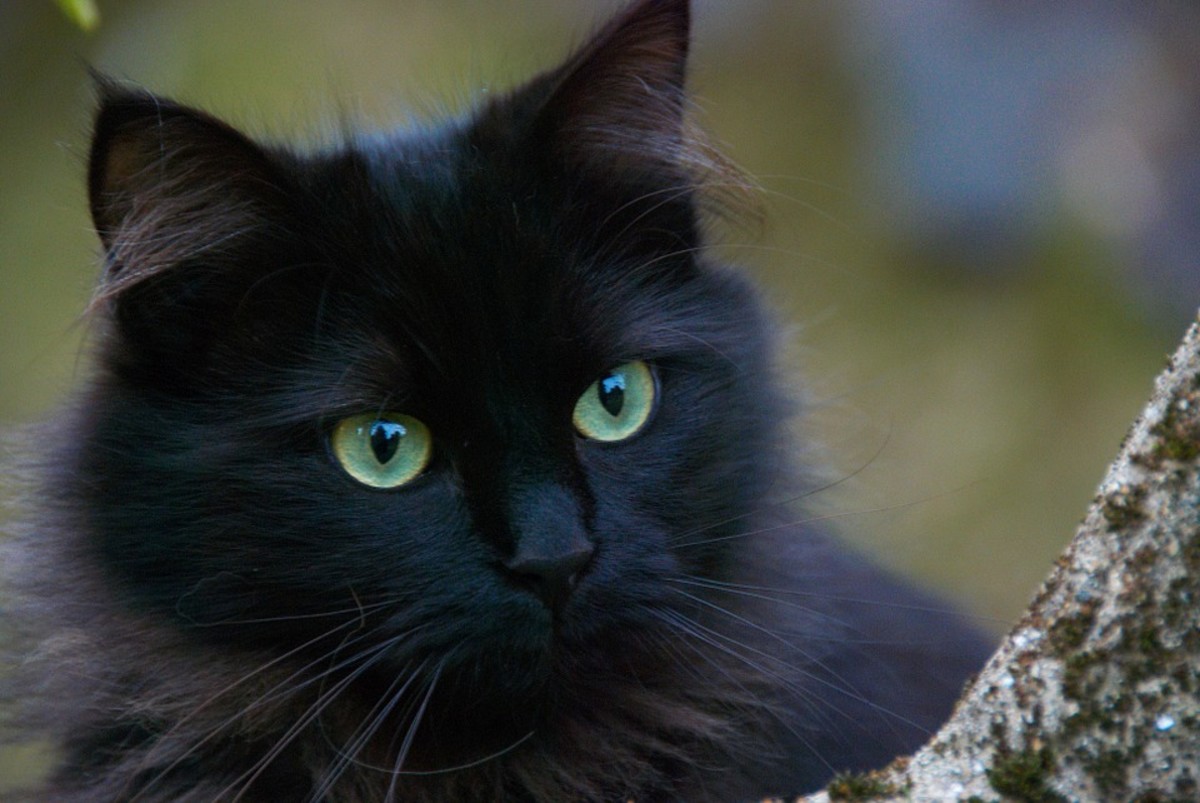 Why You Should Celebrate Black Cat Appreciation Day on August 17th ...