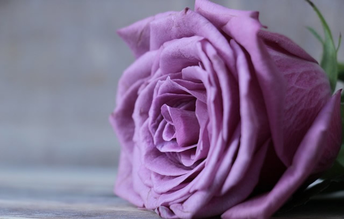 What's Your Rose Language? Meanings by Color and Number - HubPages