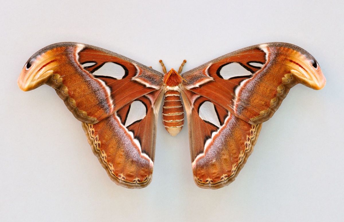 10 Attractive Moths in the Family Saturniidae: Facts and Photos - Owlcation