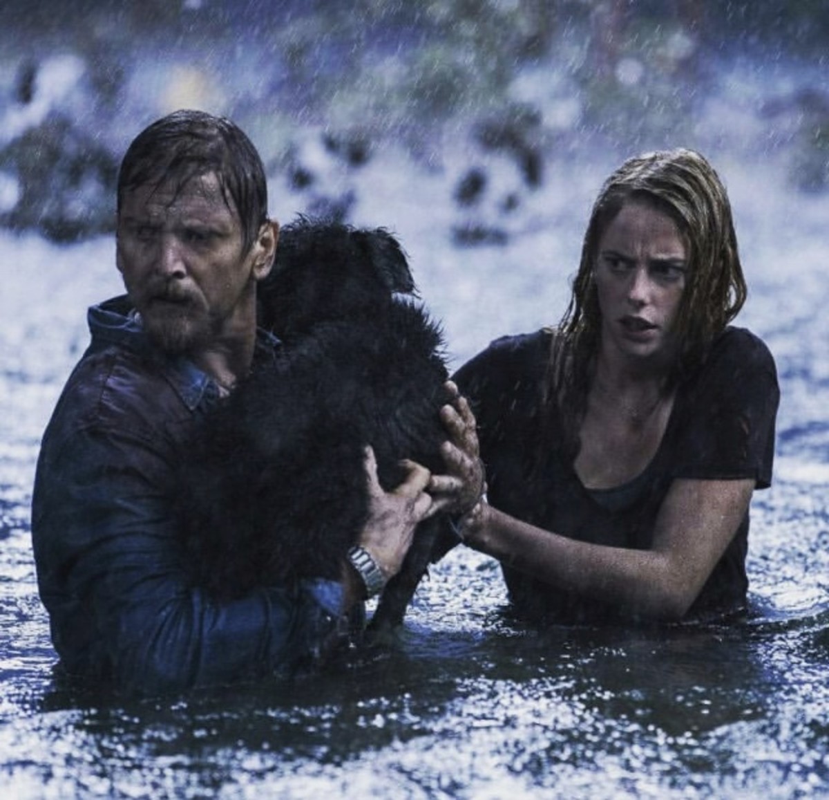 'Crawl' (2019) Review - HubPages