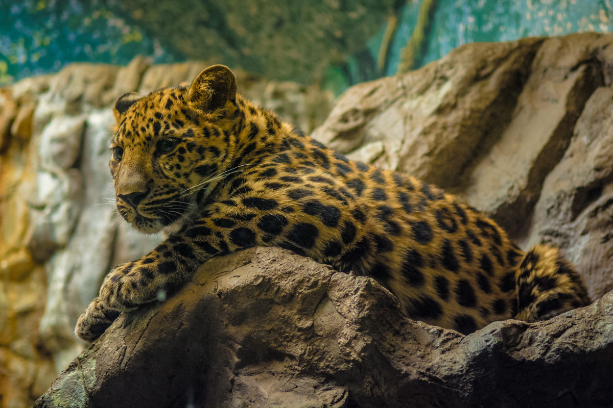 The Top 10 Big Cat Zoos in the U.S.A. - HubPages