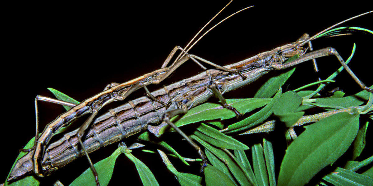 Florida Wildlife: A Photographic Guide - HubPages
