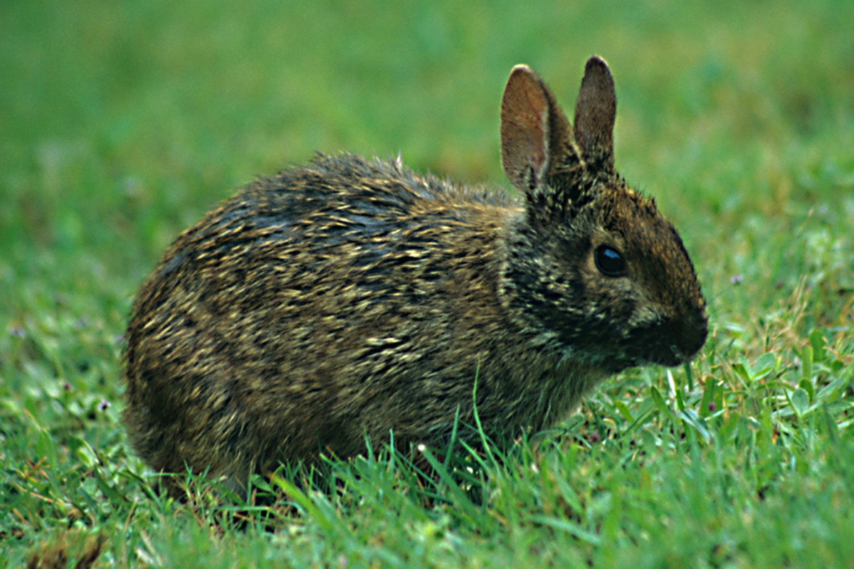 Florida Wildlife: A Photographic Guide - HubPages