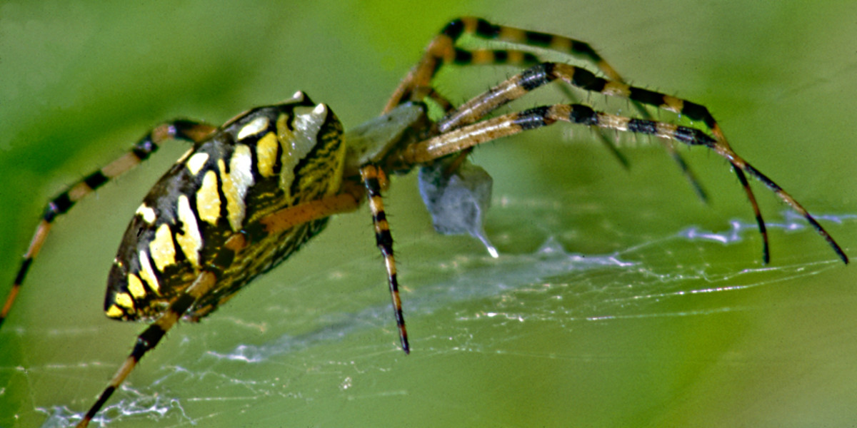 Florida Wildlife: A Photographic Guide - HubPages