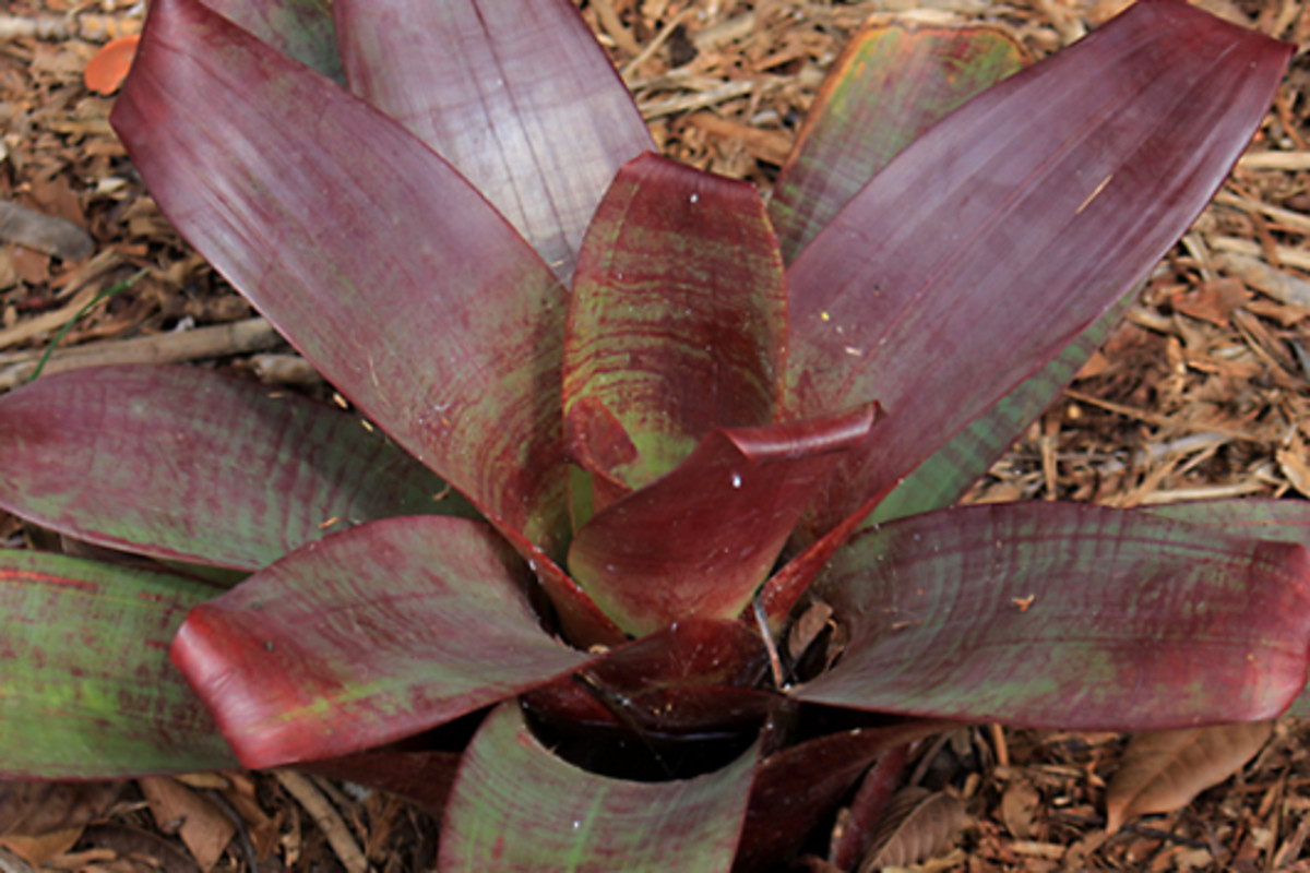 Tenerife: The Santa Cruz Palmetum - HubPages