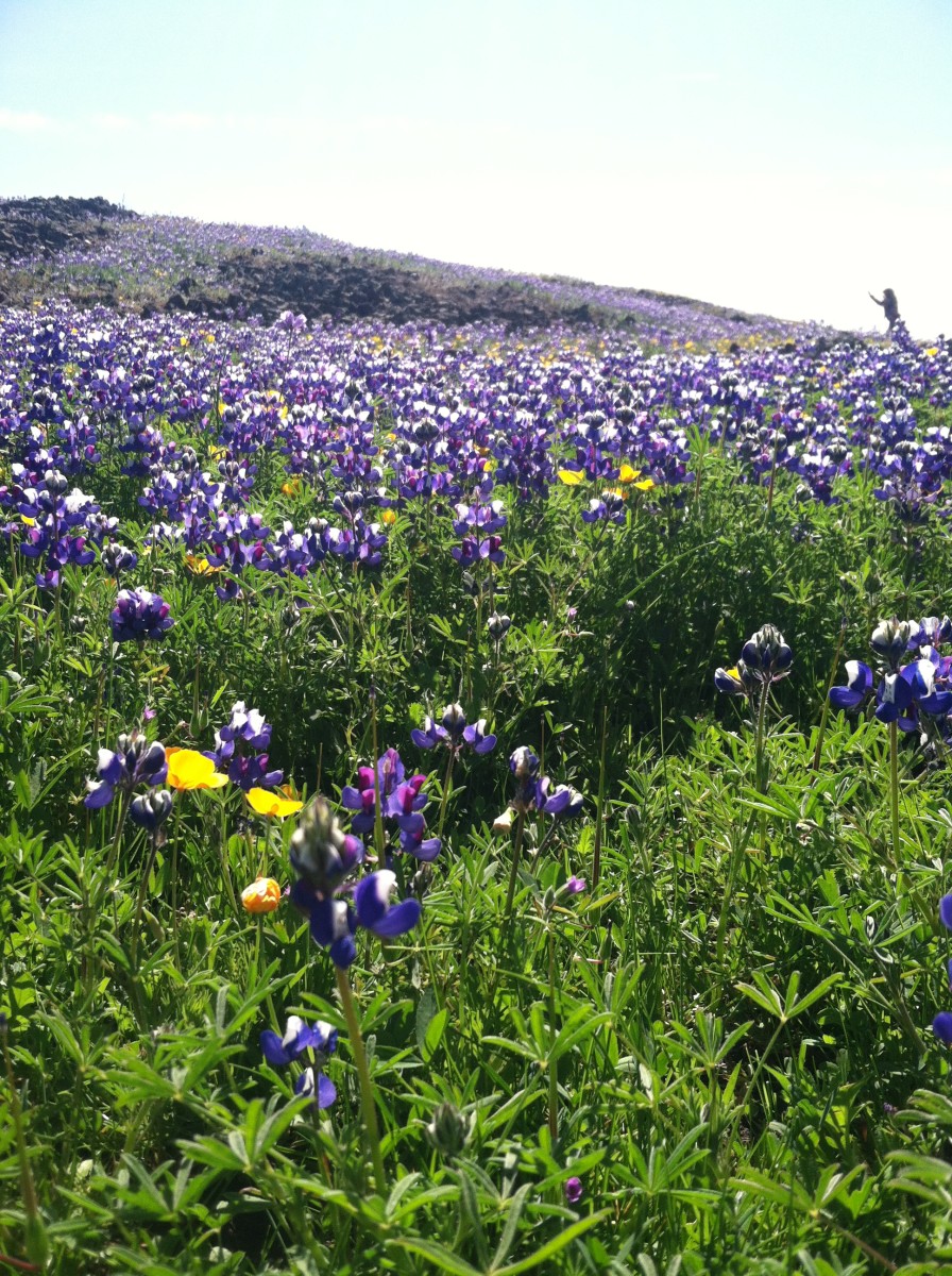 A Visit to North Table Mountain, Oroville, California - HubPages