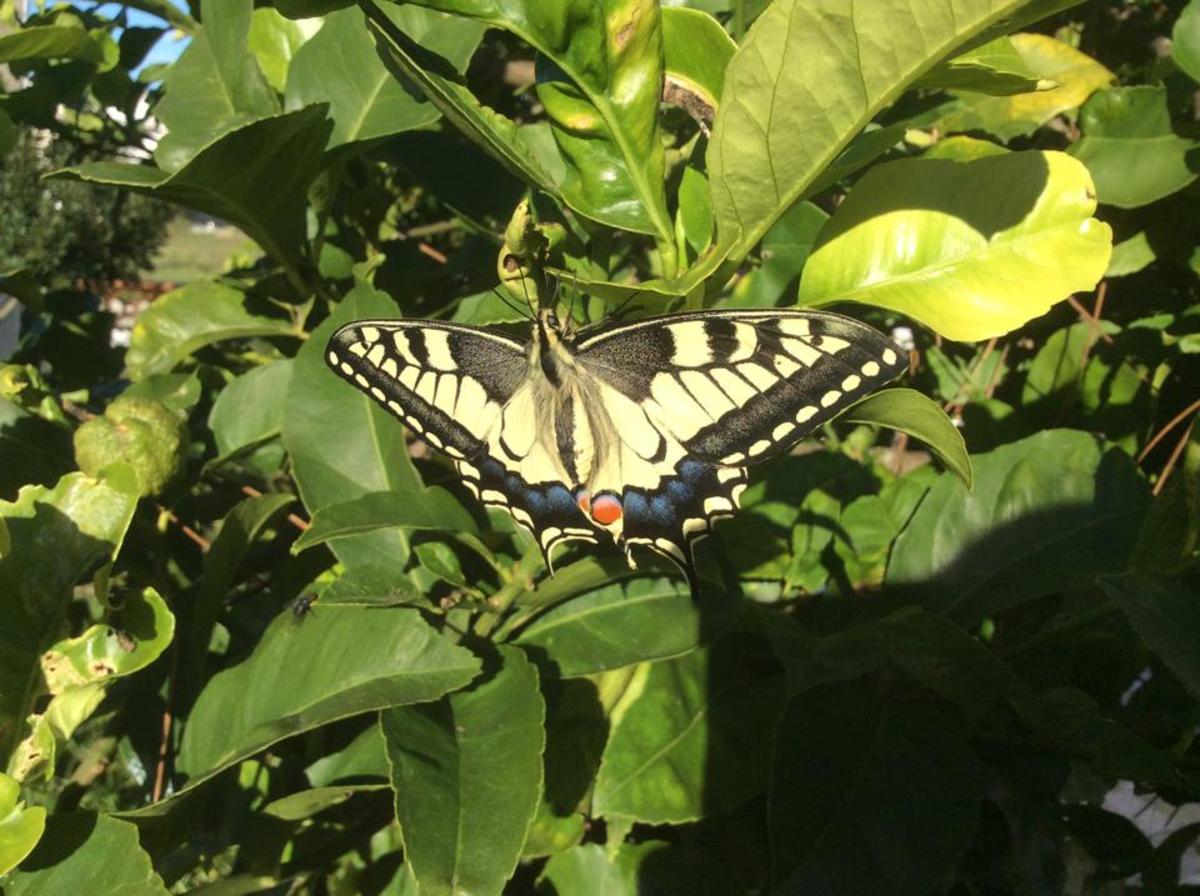 The Varied Flora and Fauna of Portugal: A Naturalist’s Paradise ...