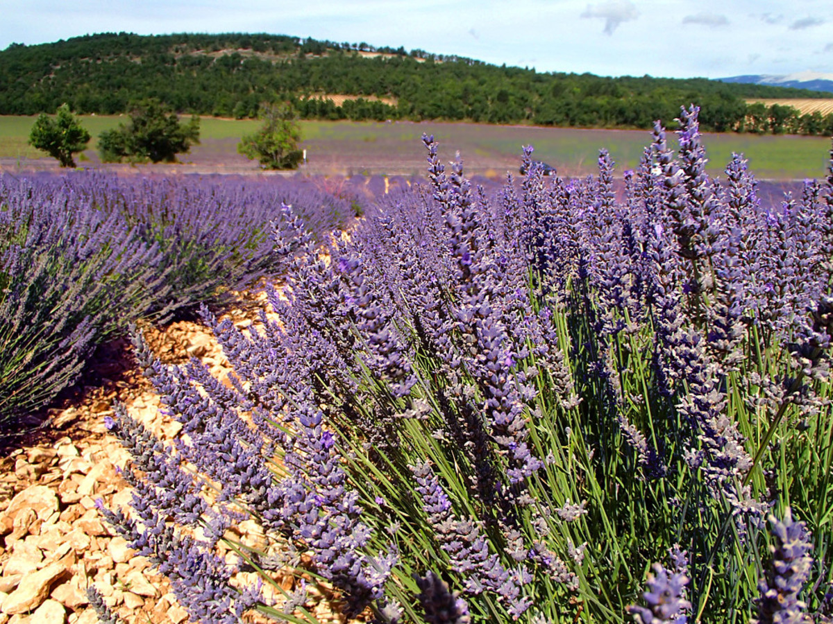Southern France: Lavender Festival in Sault, Provence - WanderWisdom