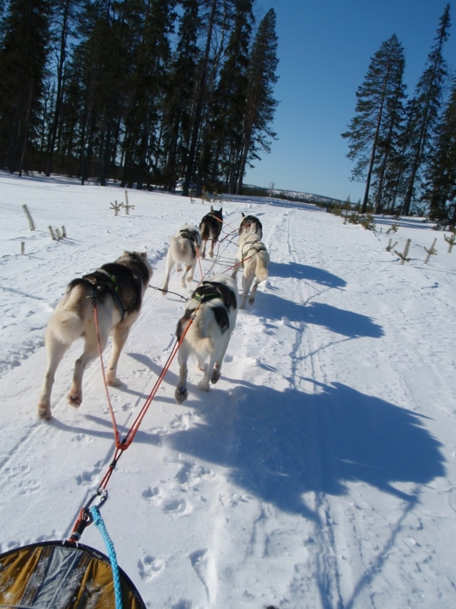 Arctic Vacations - Lapland Adventures: Husky Sledding in the Forest ...