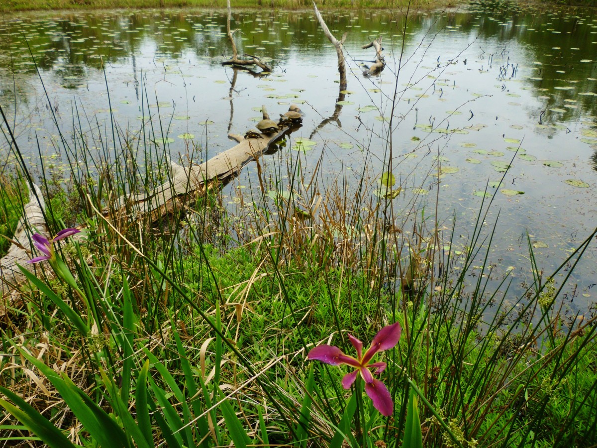 Houston Arboretum and Nature Center - HubPages