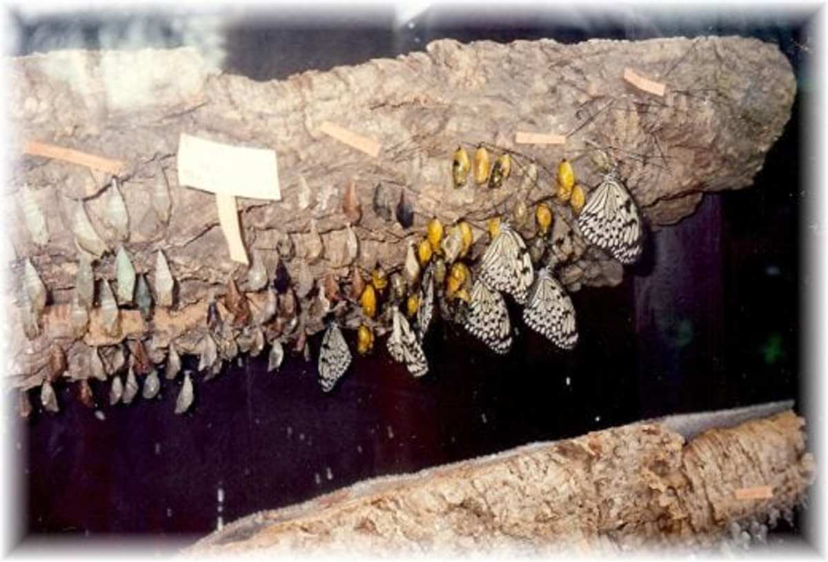 Cockrell Butterfly Center: Houston Museum of Natural Science - HubPages