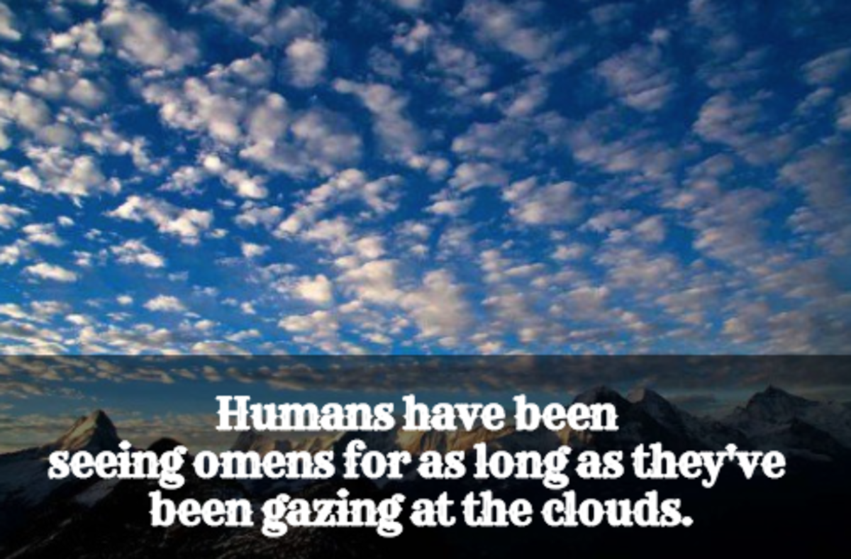 Animal, Insect, and Bird Omens and Their Meanings - HubPages