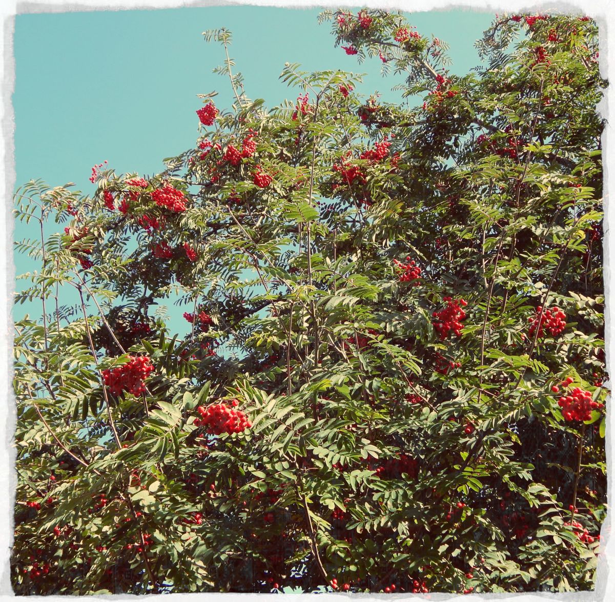 How to Make a Rowan Necklace for Magical Protection - HubPages