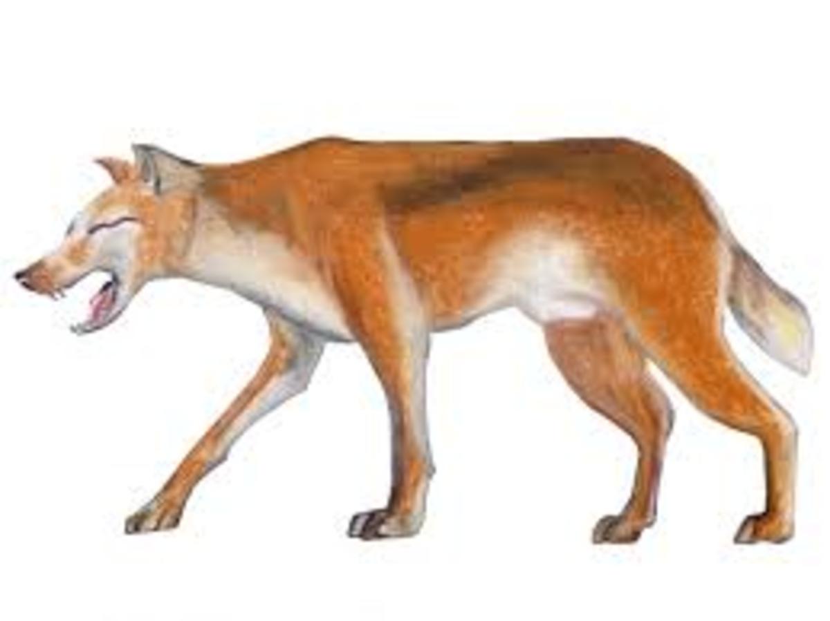 African Cryptids: 9 Mysterious Monsters of Africa - HubPages