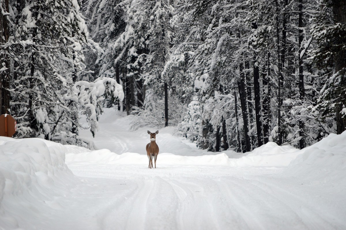 What Do Dreams About Deer Mean Exemplore