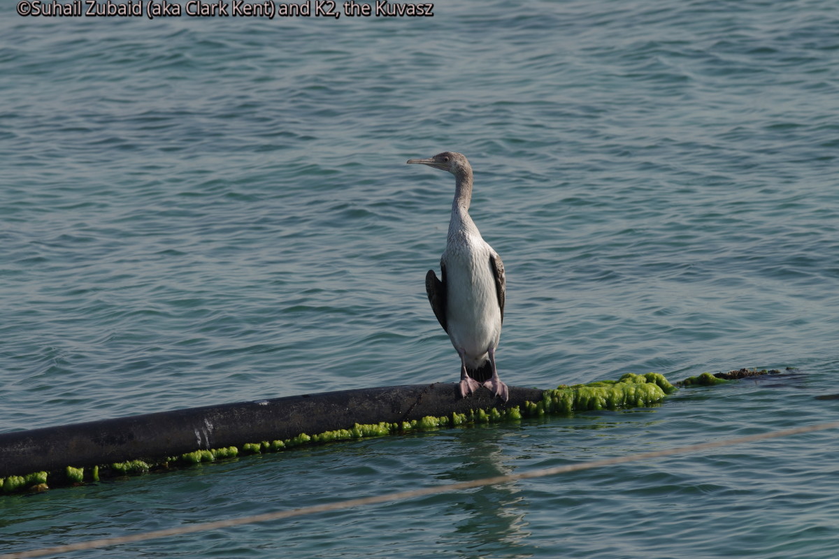 Pictorial Guide of 10 Attractions in Bahrain for Nature Lovers ...