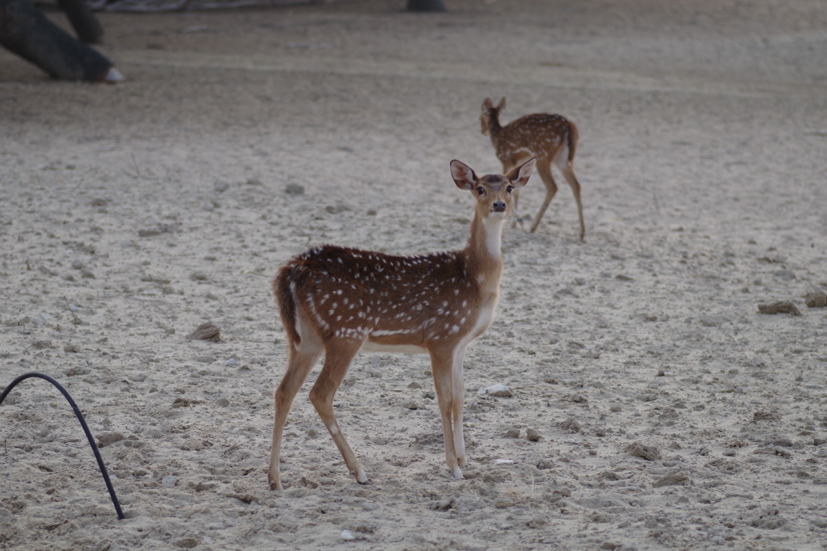 Pictorial Guide of 10 Attractions in Bahrain for Nature Lovers ...