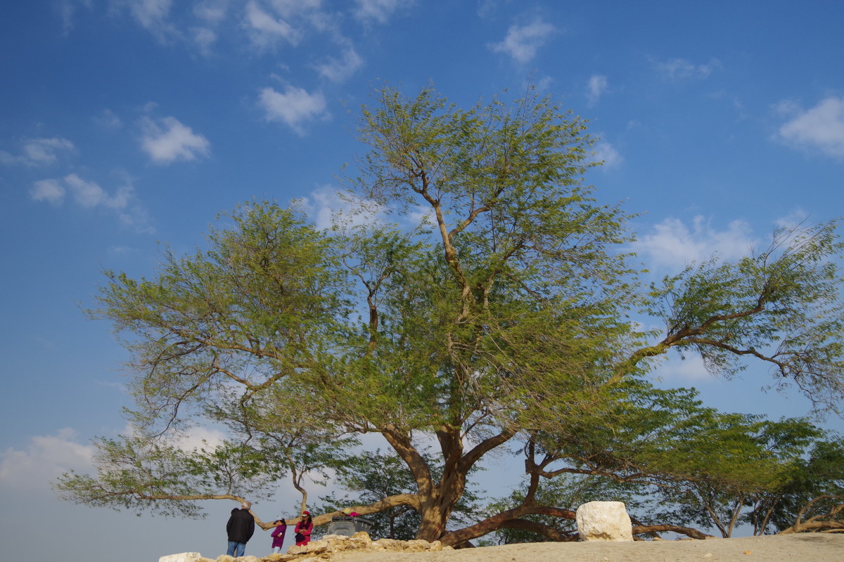 Pictorial Guide of 10 Attractions in Bahrain for Nature Lovers ...