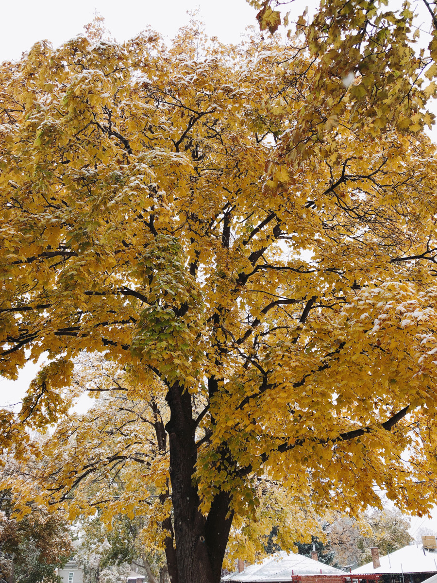 Top Spots for Utah's Fall Colors - HubPages