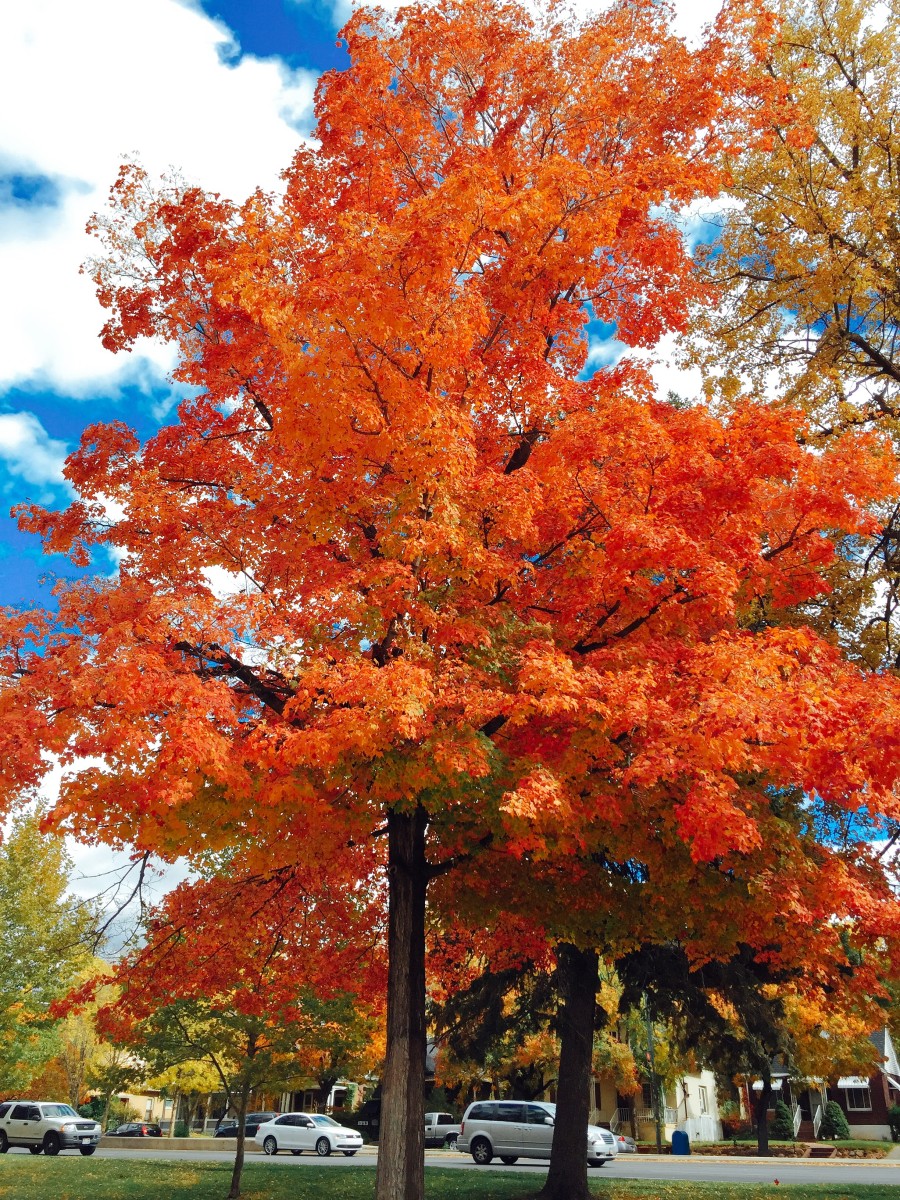 Top Spots for Utah's Fall Colors - HubPages
