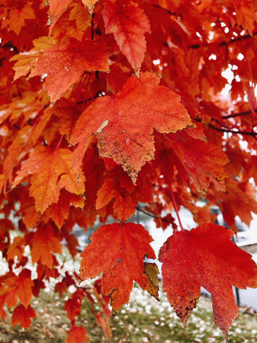 Top Spots for Utah's Fall Colors - HubPages