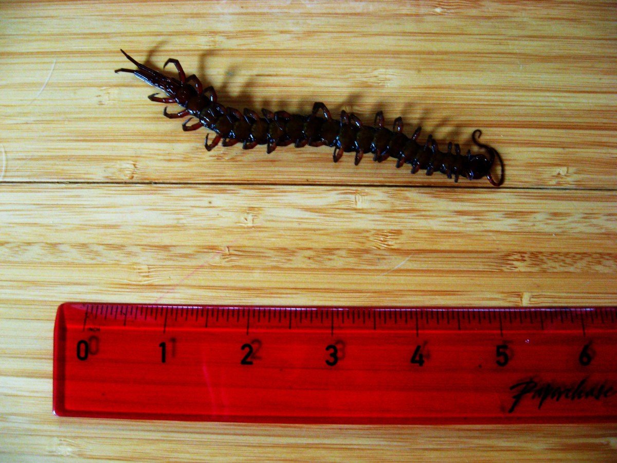 How to Survive a Vacation in Hawaii - HubPages