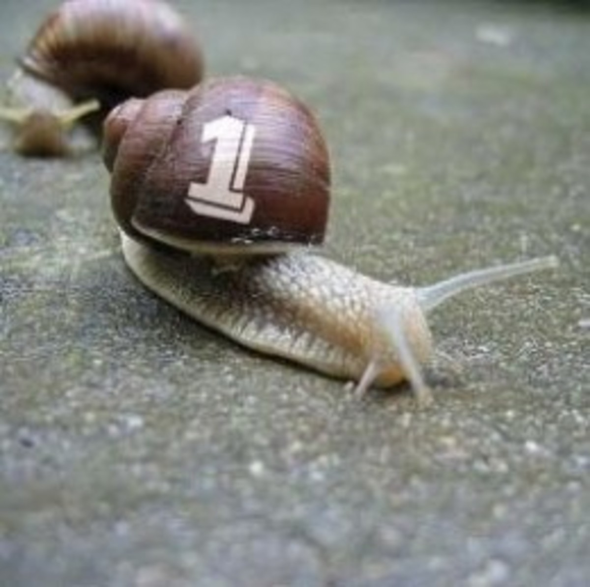 International Snail Racing Championships in Congham - HubPages