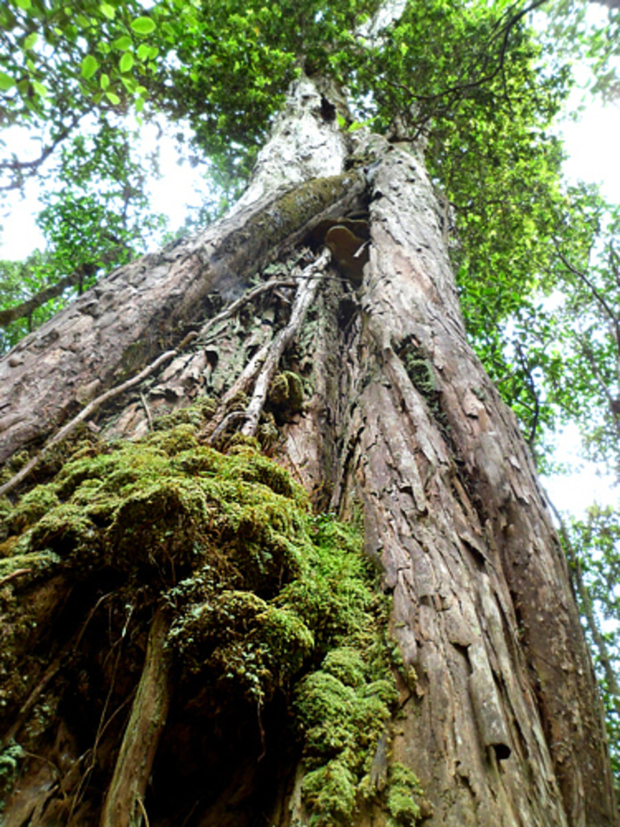 Hawaii Road Trip: Kalopa Native Forest State Park on the Big Island ...